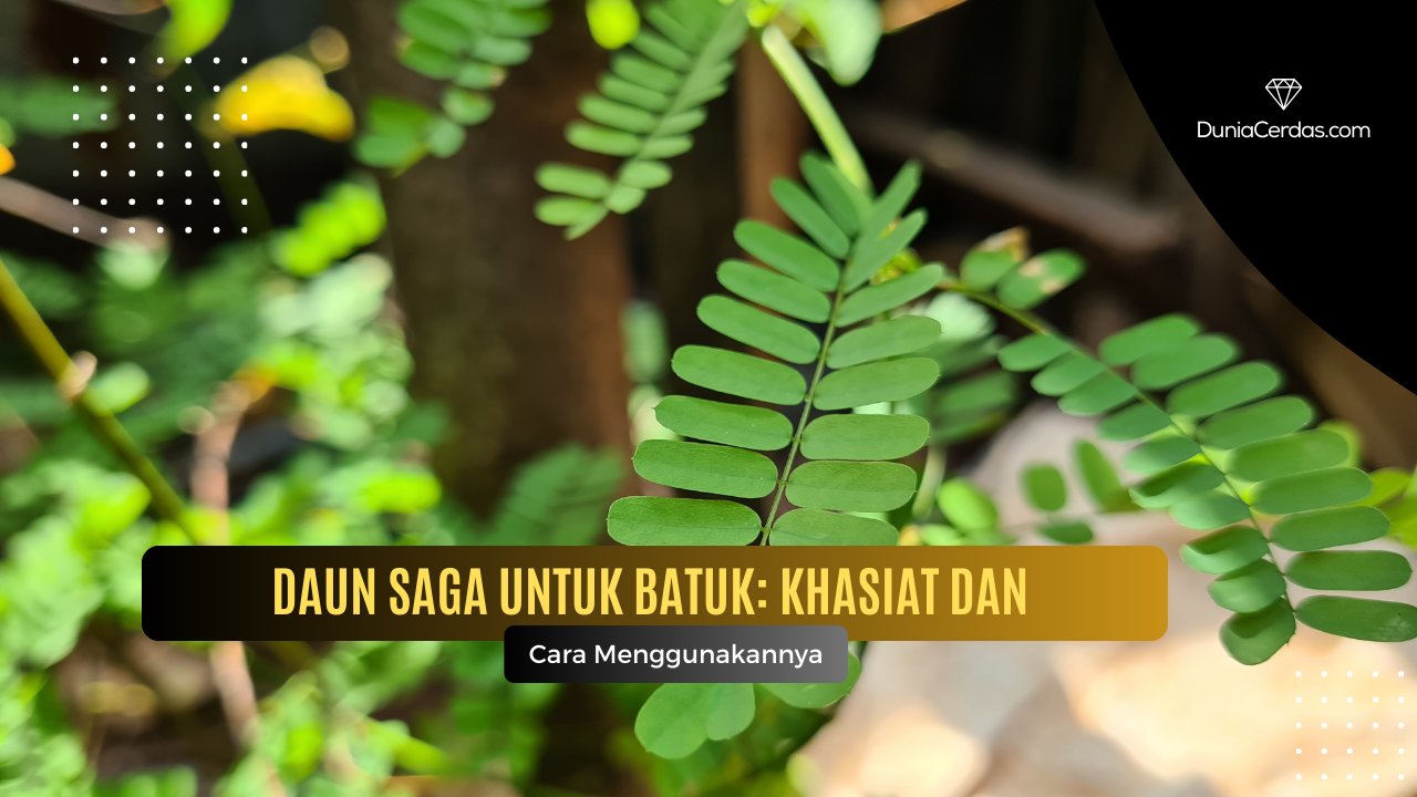 Daun Saga untuk Batuk: Khasiat dan Cara Menggunakannya - Dunia Cerdas
